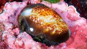 Waikīkī Aquarium » Snakehead Cowry