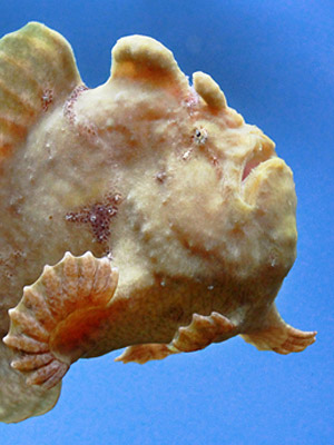 Waikīkī Aquarium » Frogfish
