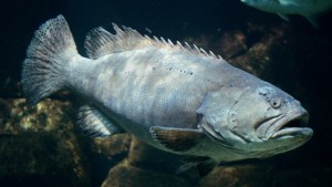 Waikīkī Aquarium » Giant Grouper