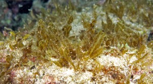 Waikīkī Aquarium » Limu Līpoa