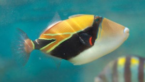 Waikīkī Aquarium » Reef Triggerfish