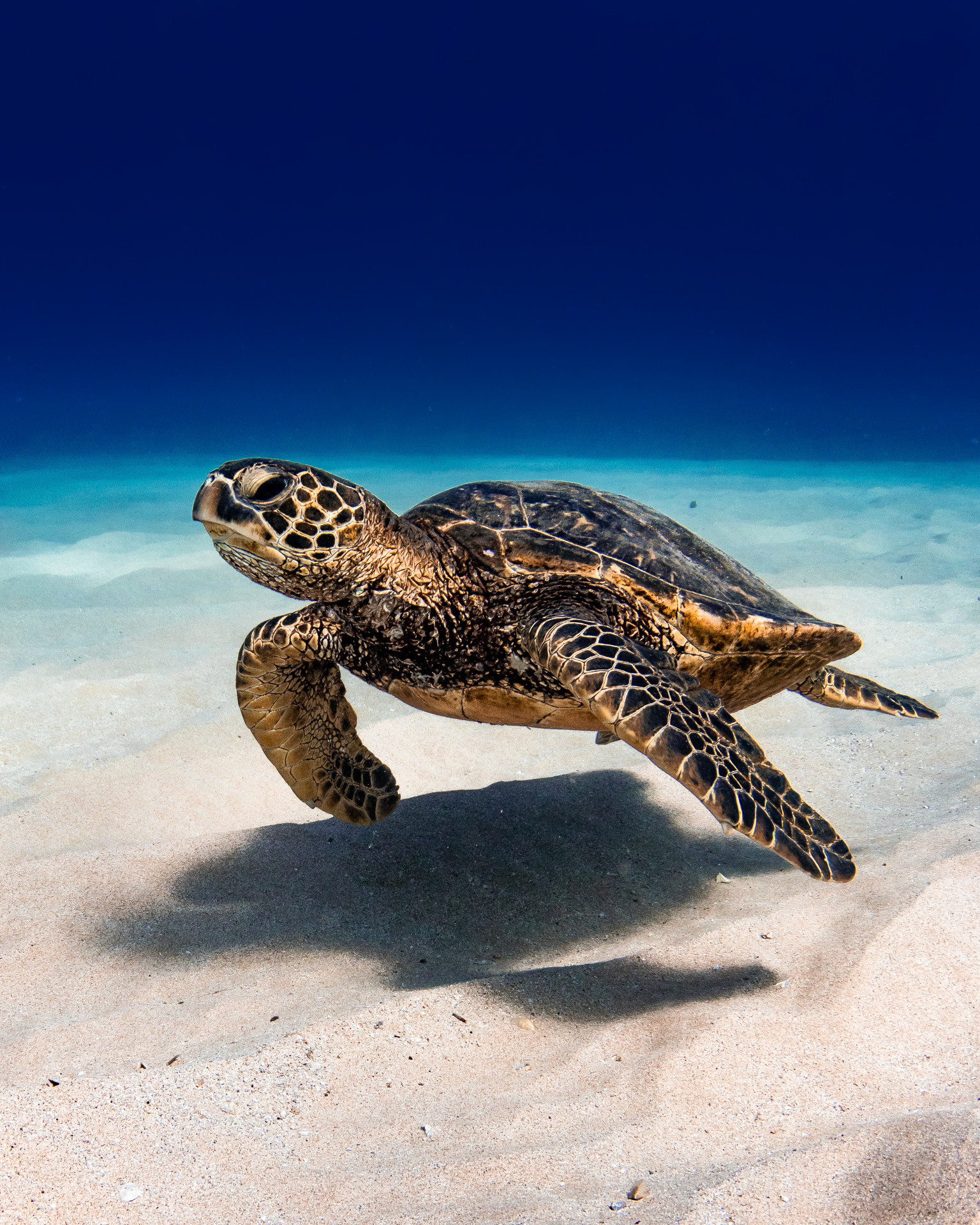 Waikīkī Aquarium » Ocean Photo Contest